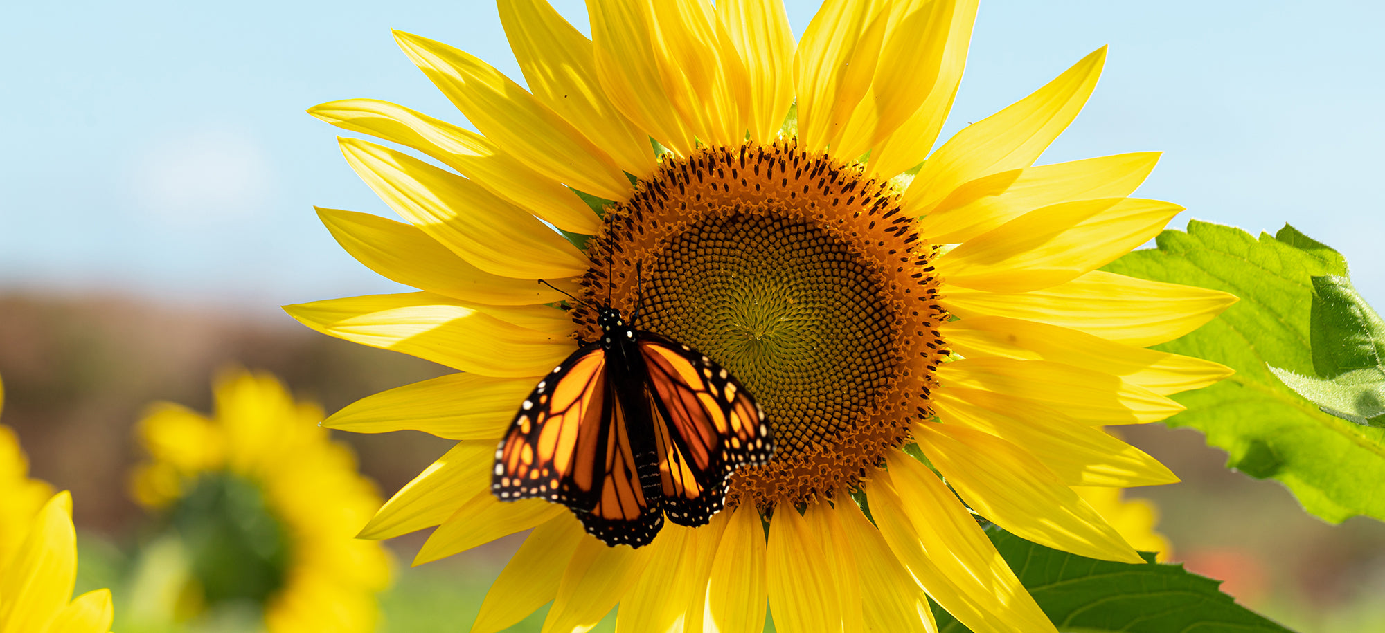 Summer Flowers Delivery Winsted | Outlook Design Florist– Outlook ...